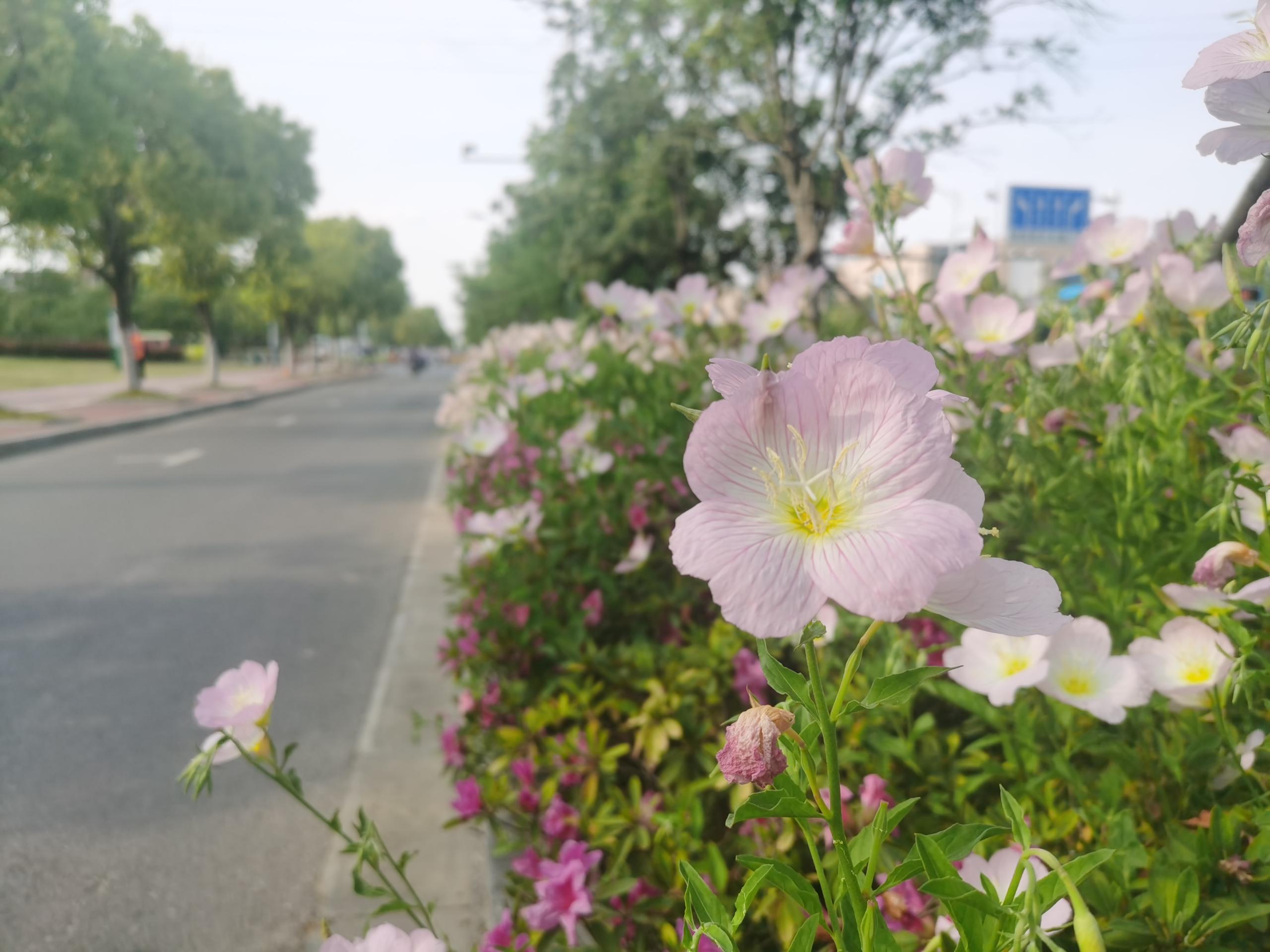 随拍路边的野花不要采 Powered by Discuz